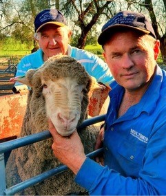 Almondvale Sheep Stud | Welcome | White Suffolk and Bond Stud Sheep